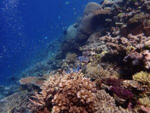 The Most Beautiful Underwater Wonders in the World